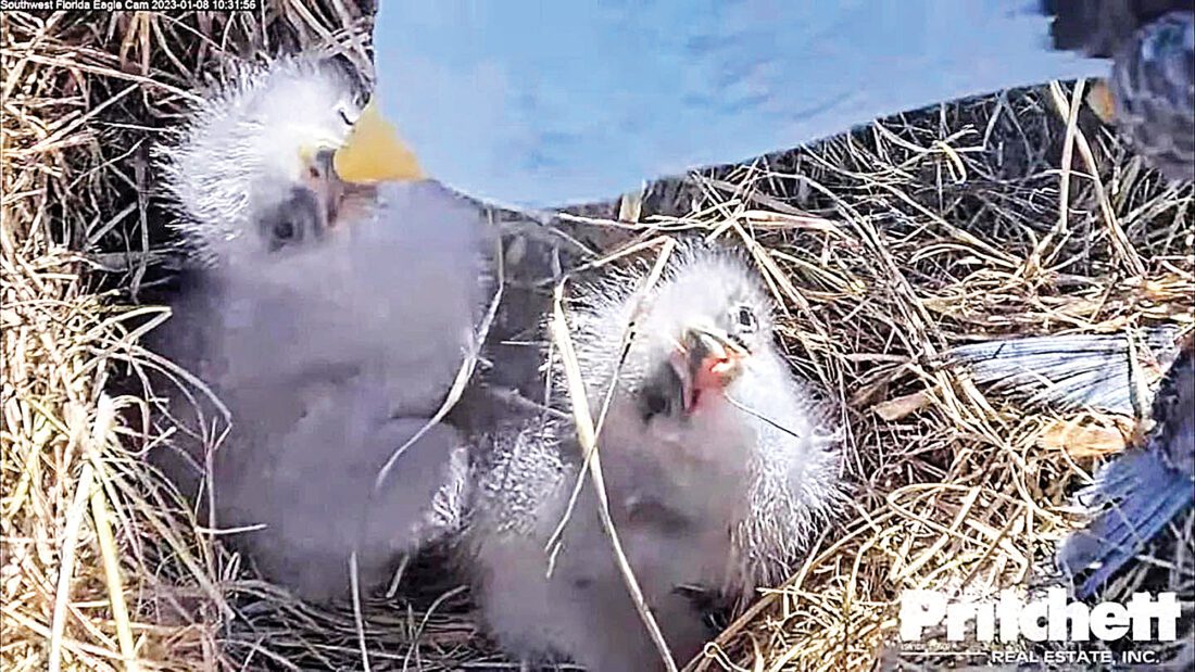 E22 hatches, joins E21 in Harriet and M15’s nest | News, Sports, Jobs - Lehigh Acres Citizen